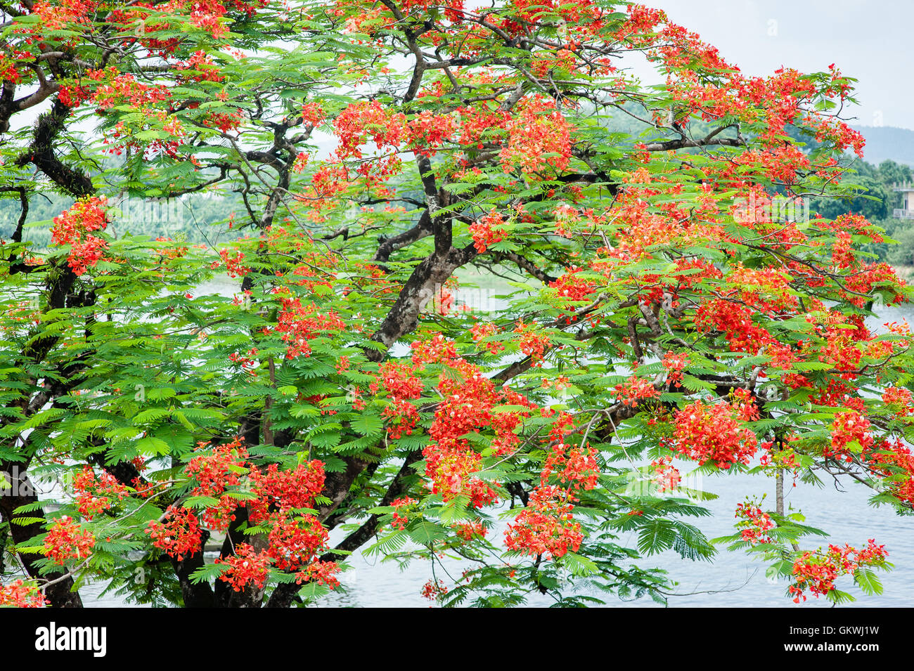 Flower tree by Perfume River in Hue Stock Photo - Alamy