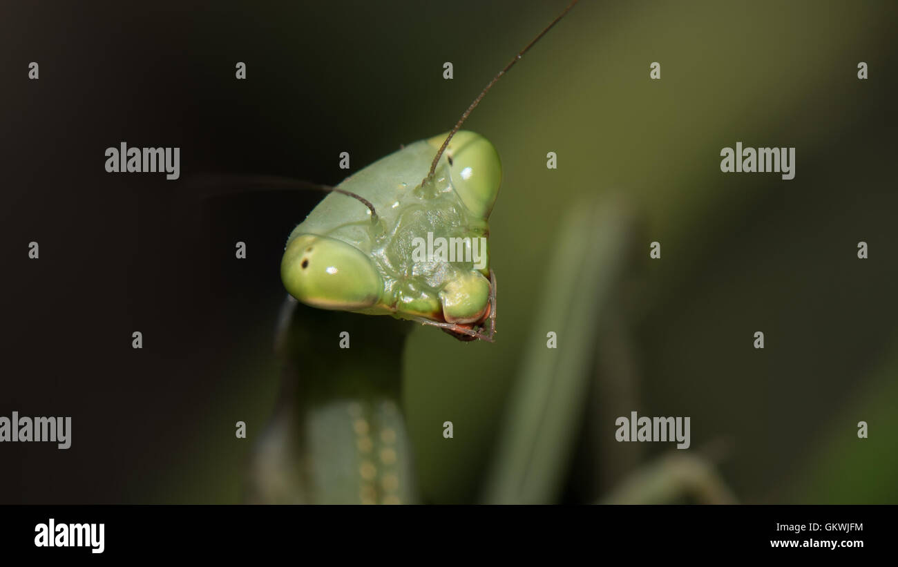 Cute little (female) mantis - and she was rather curious about this ...