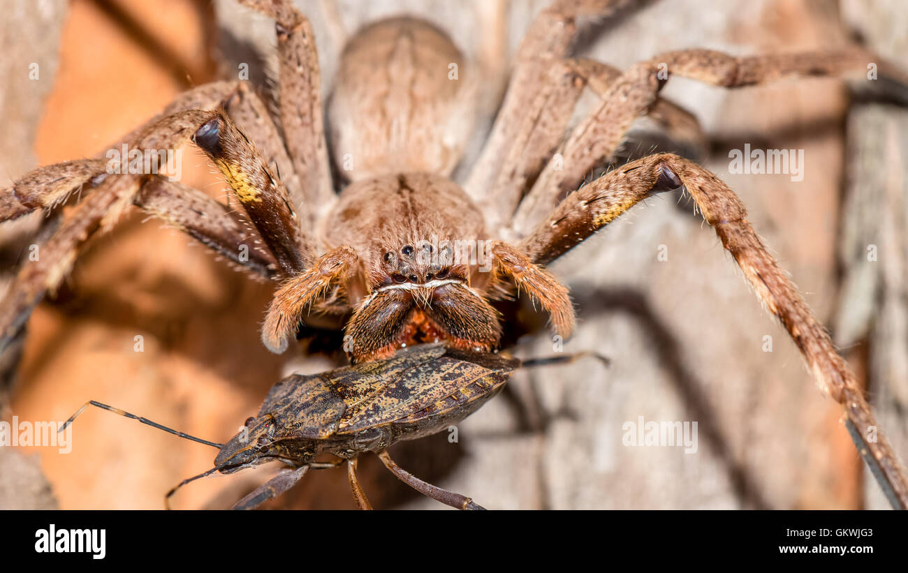 Large Male Palystes Superciliosus (aka Rain Spider) moments after he ...