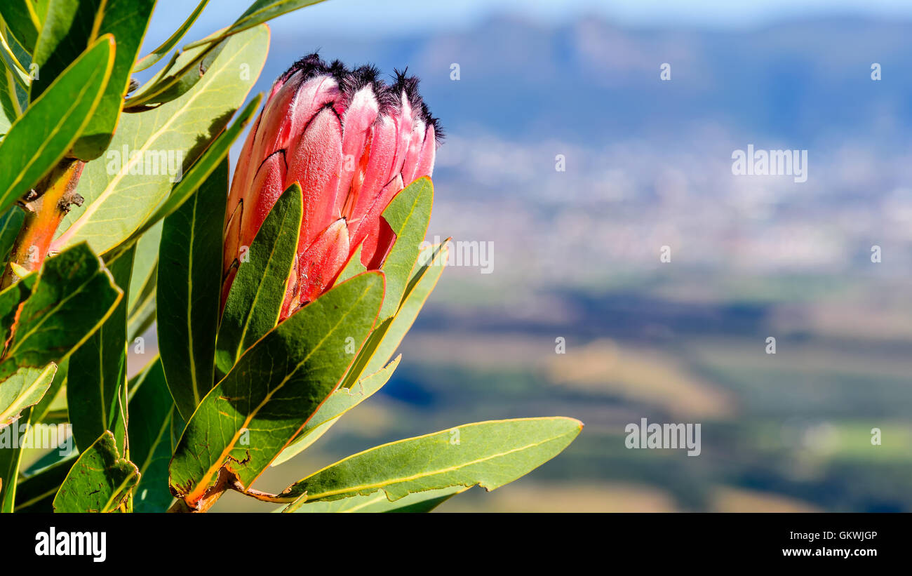 Red protea hi-res stock photography and images - Alamy