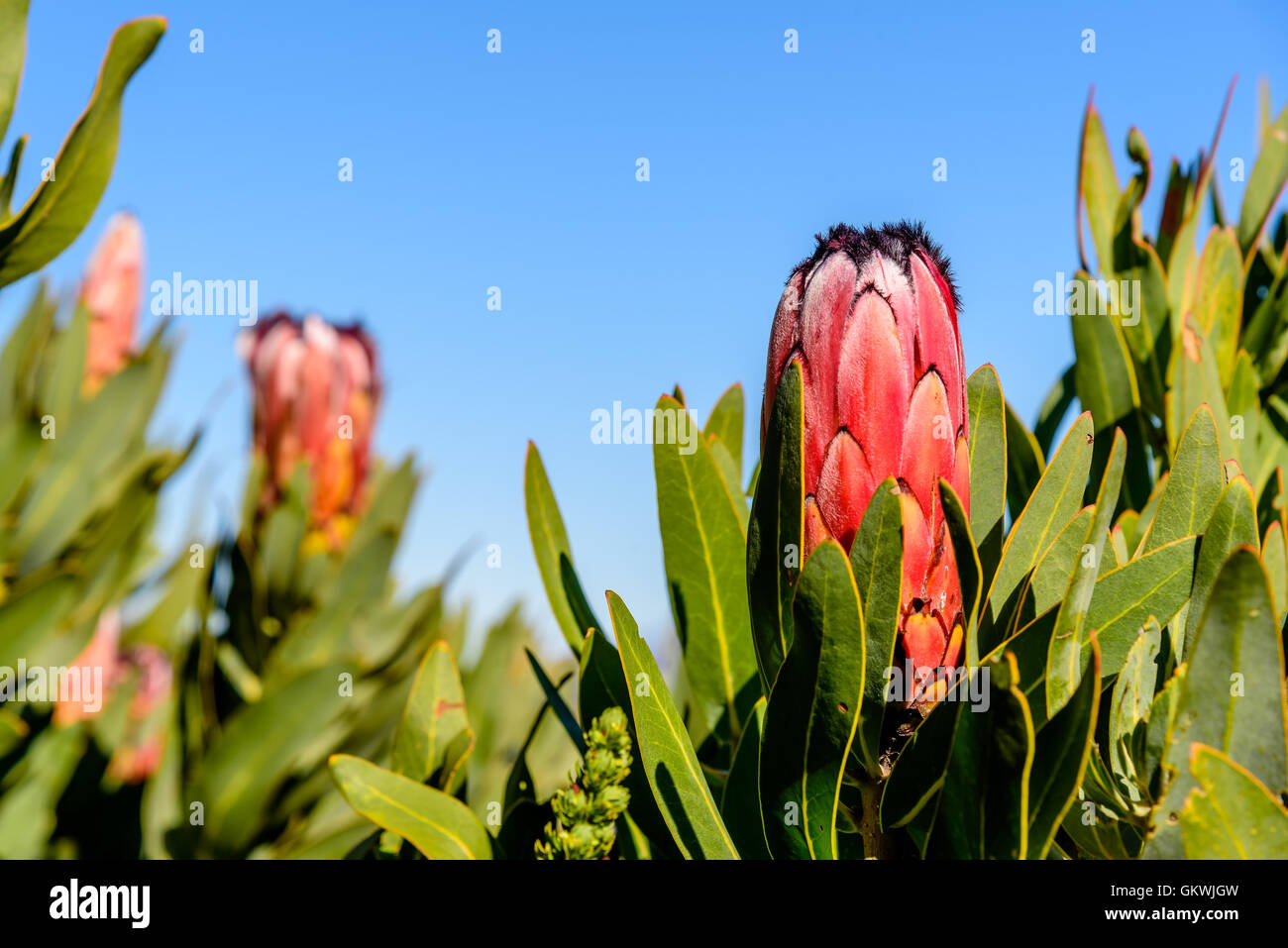 Red protea hi-res stock photography and images - Alamy