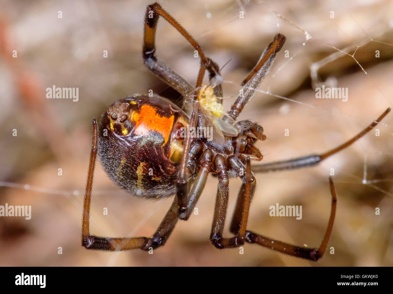Beautiful Example Of A False Widow Aka Brown Widow Spider This Species Is Also Dangerous To