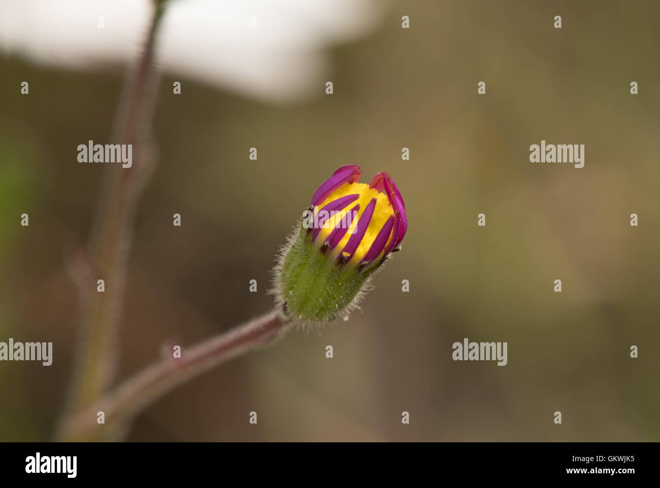 A single wild flower just as its starting to open up Stock Photo - Alamy
