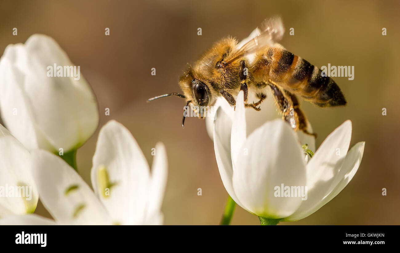 Honey Bee in a Wild Flower collecting nectar Stock Photo - Alamy