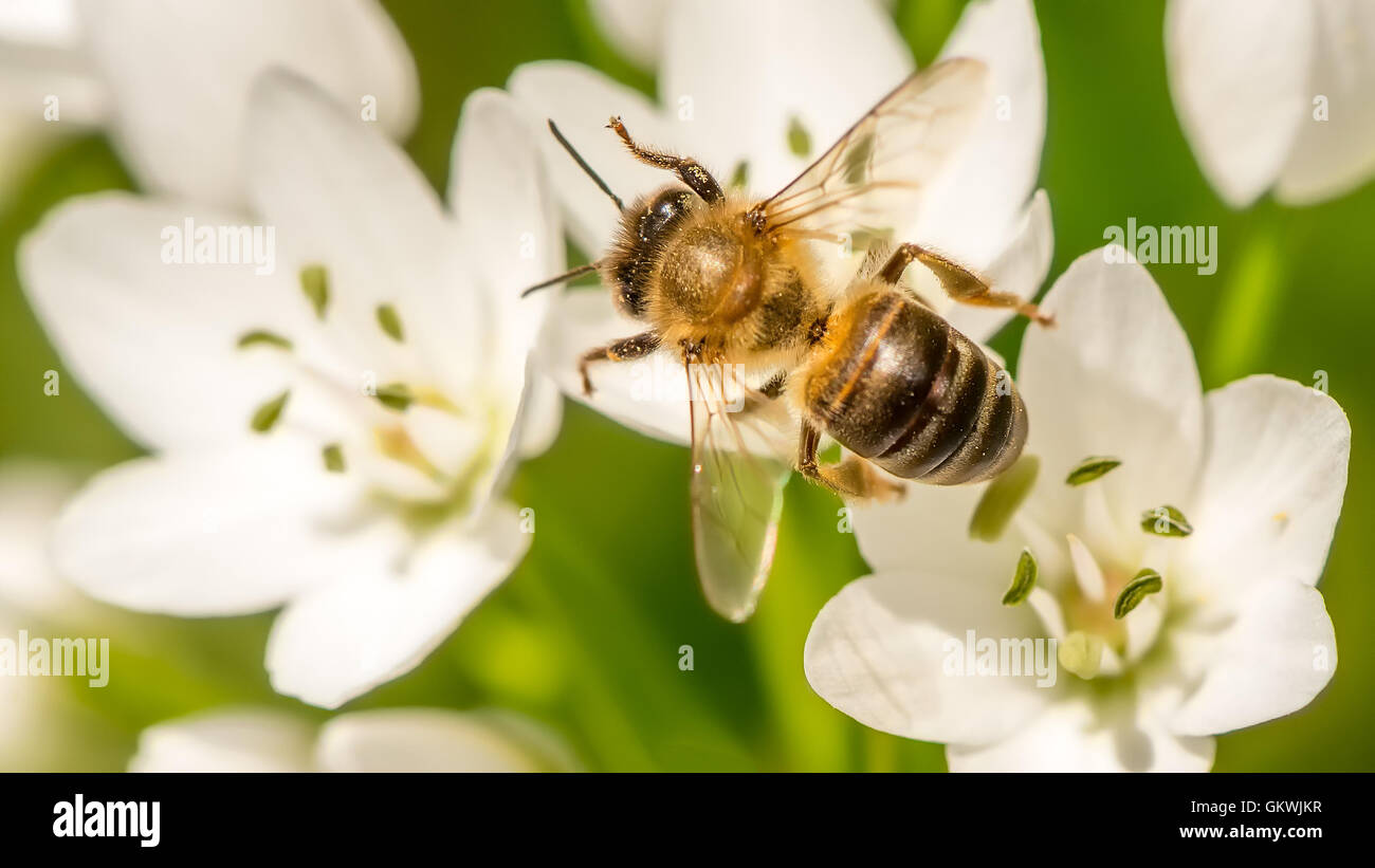 Honey Bee in a Wild Flower collecting nectar Stock Photo - Alamy