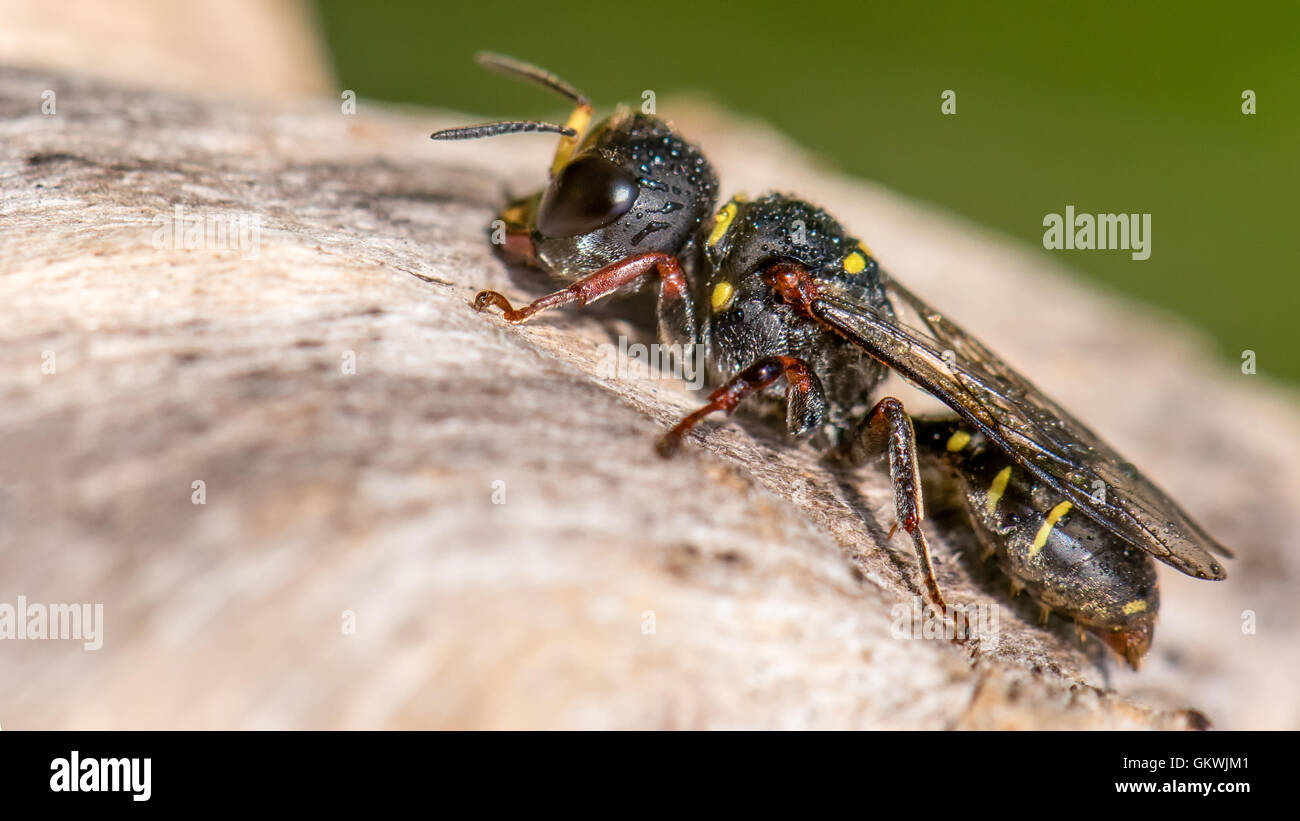 Found this interesting looking wasp (species not known) baking in the ...