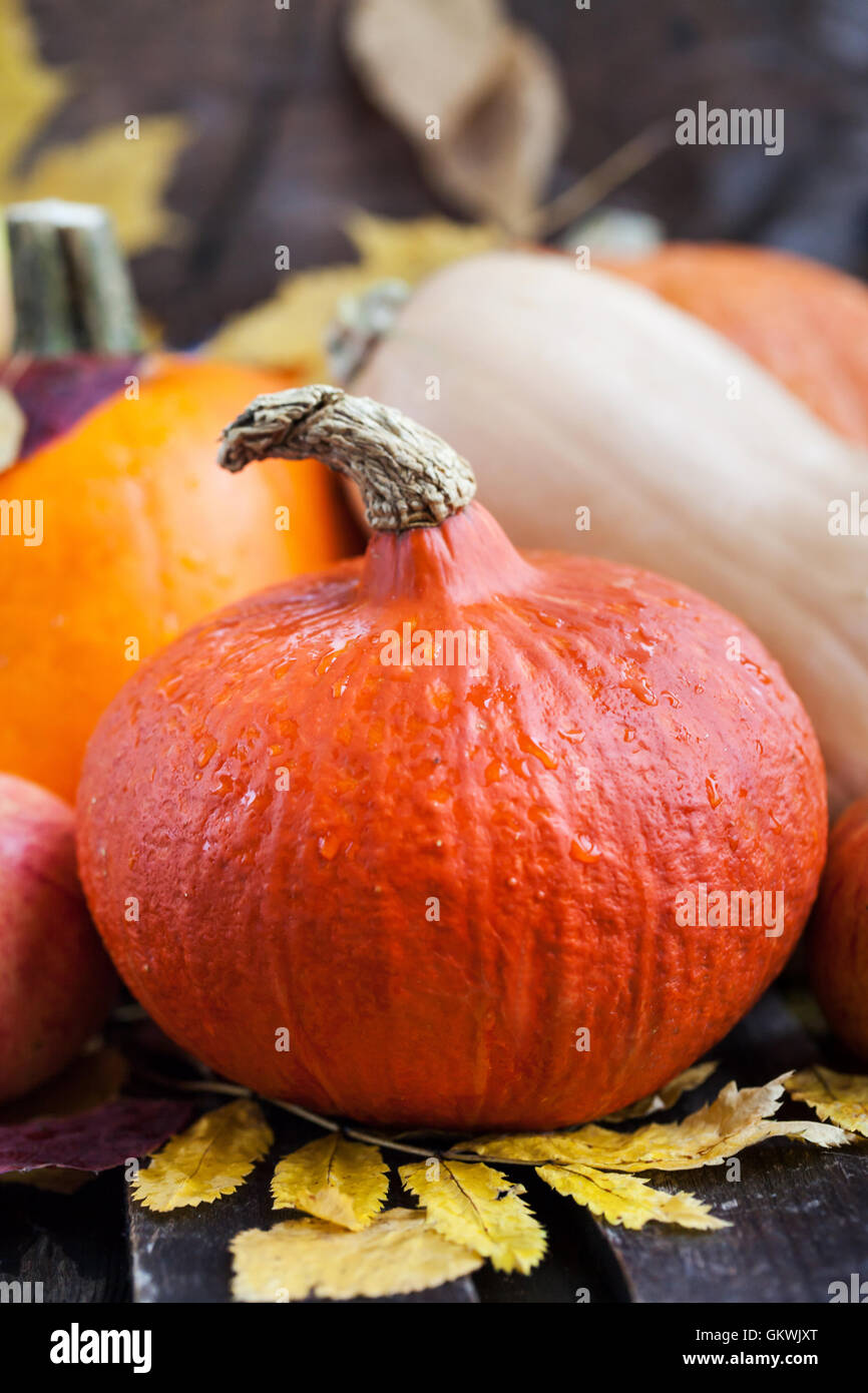 Decorative autumn halloween pumpkins Stock Photo - Alamy