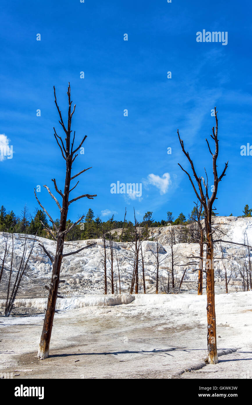 Dead tree wasteland in Mammoth Hot Springs in Yellowstone National Park ...