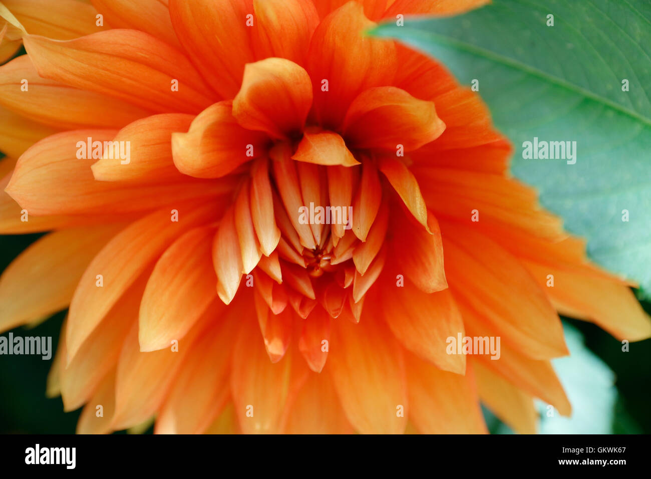 Orange chrysanthemum flower growing Stock Photo - Alamy