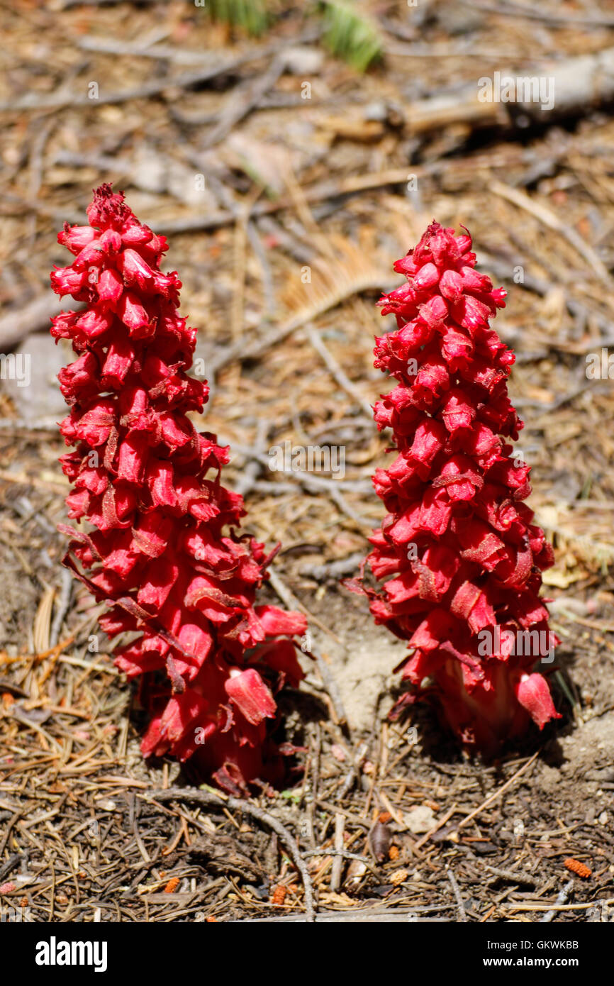Sarcodes sanguinea growing in Lake Tahoe Stock Photo - Alamy