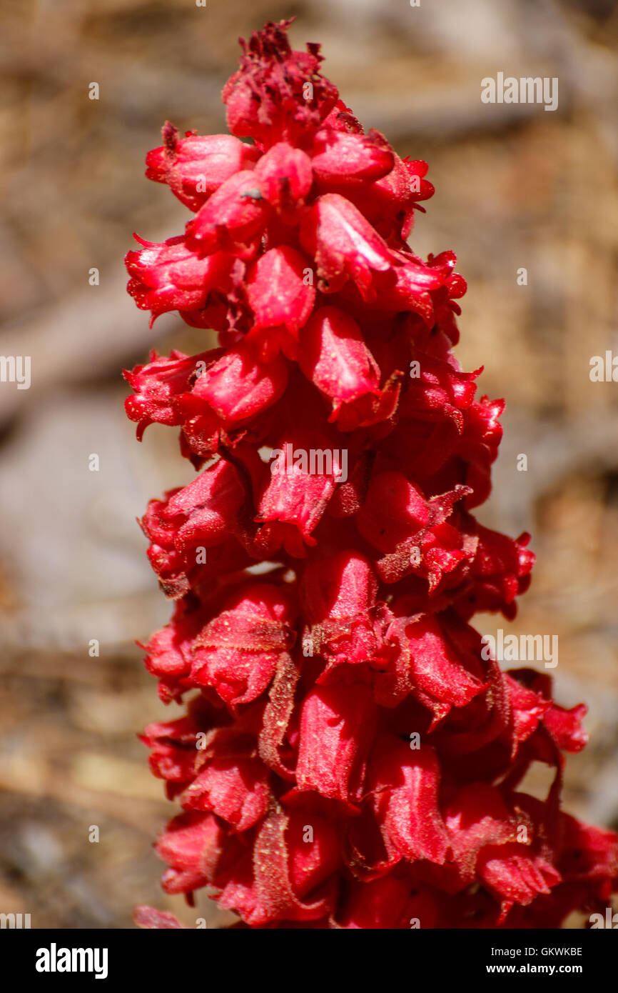 Sarcodes sanguinea growing in Lake Tahoe Stock Photo - Alamy