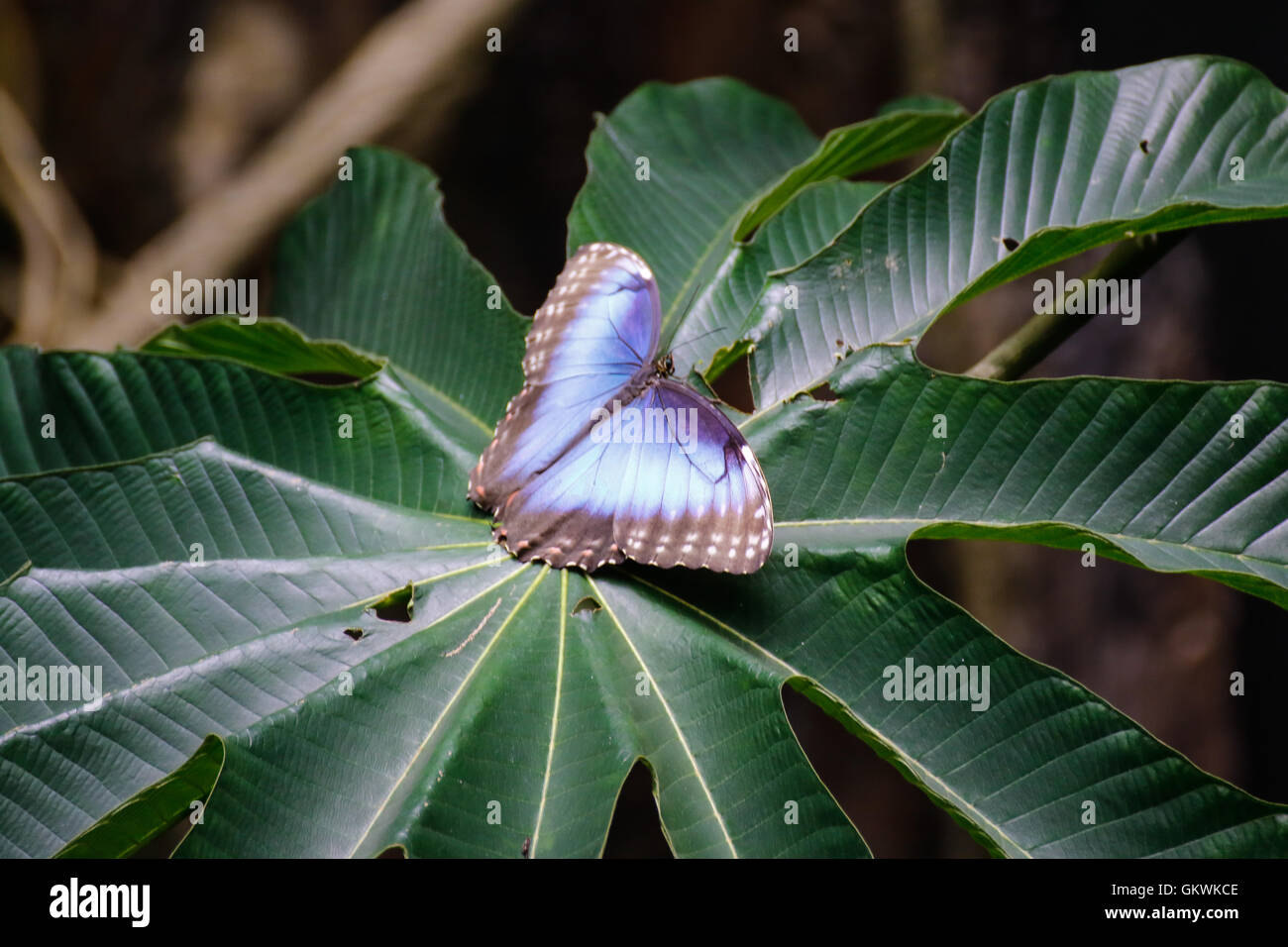 Blue butterfly on a leaf Stock Photo - Alamy