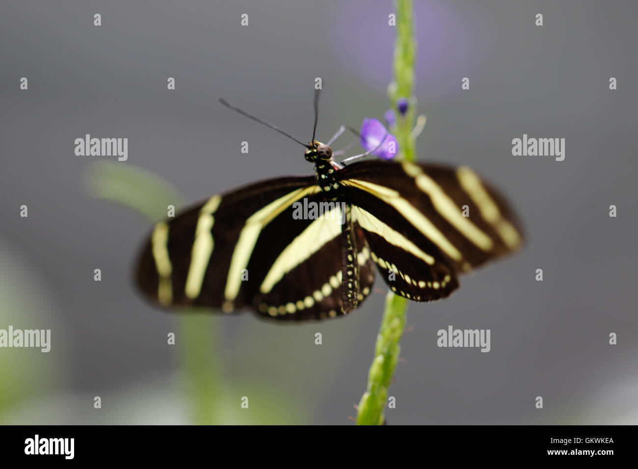 Heliconius charitonia hi-res stock photography and images - Alamy