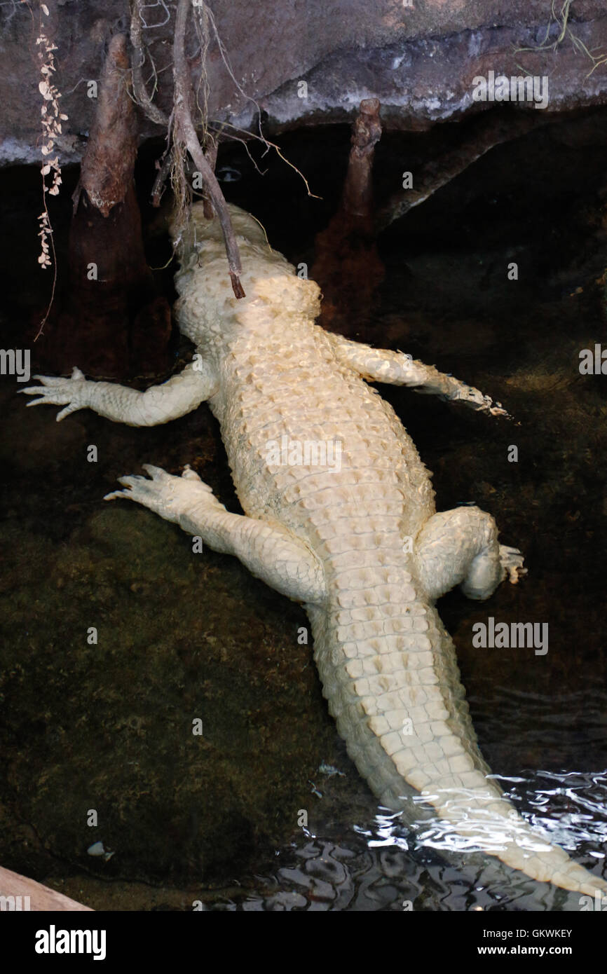 Rare white albino crocodile Stock Photo - Alamy
