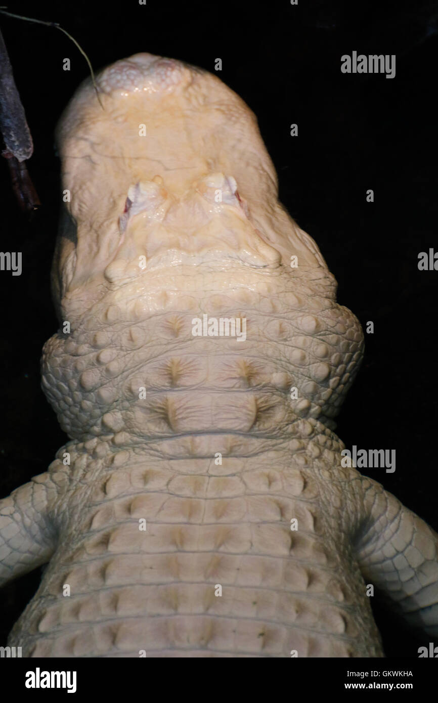 Rare white albino crocodile Stock Photo - Alamy