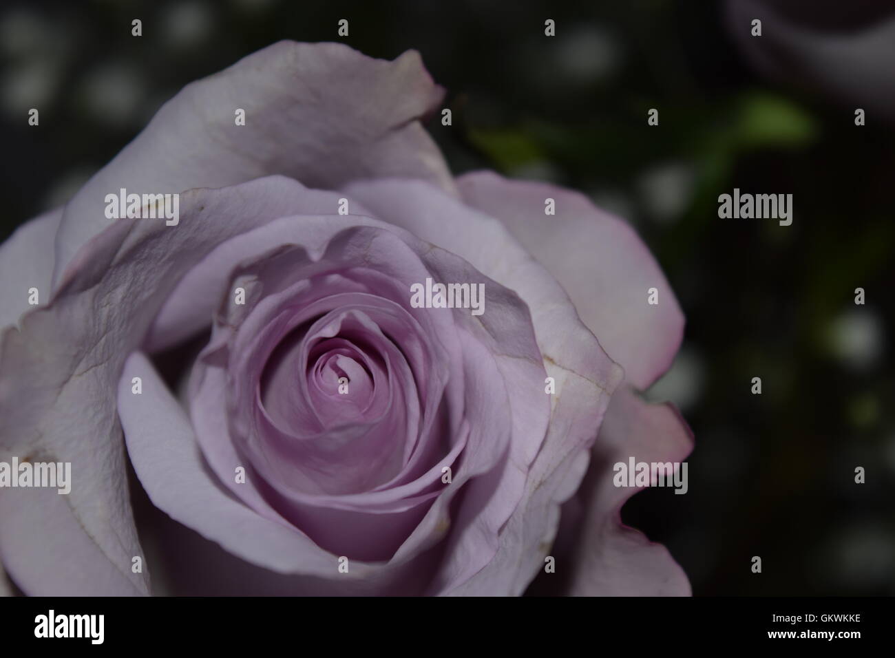 A close-up of a light purple rose Stock Photo - Alamy