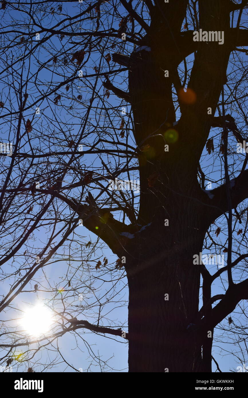 A tree in front of the sun Stock Photo - Alamy