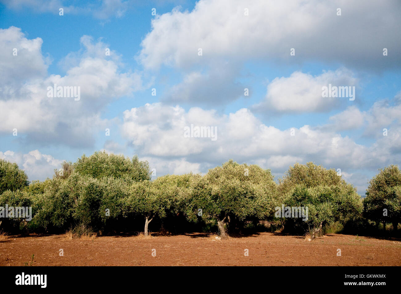 Olive grove calabria italy hi-res stock photography and images - Alamy