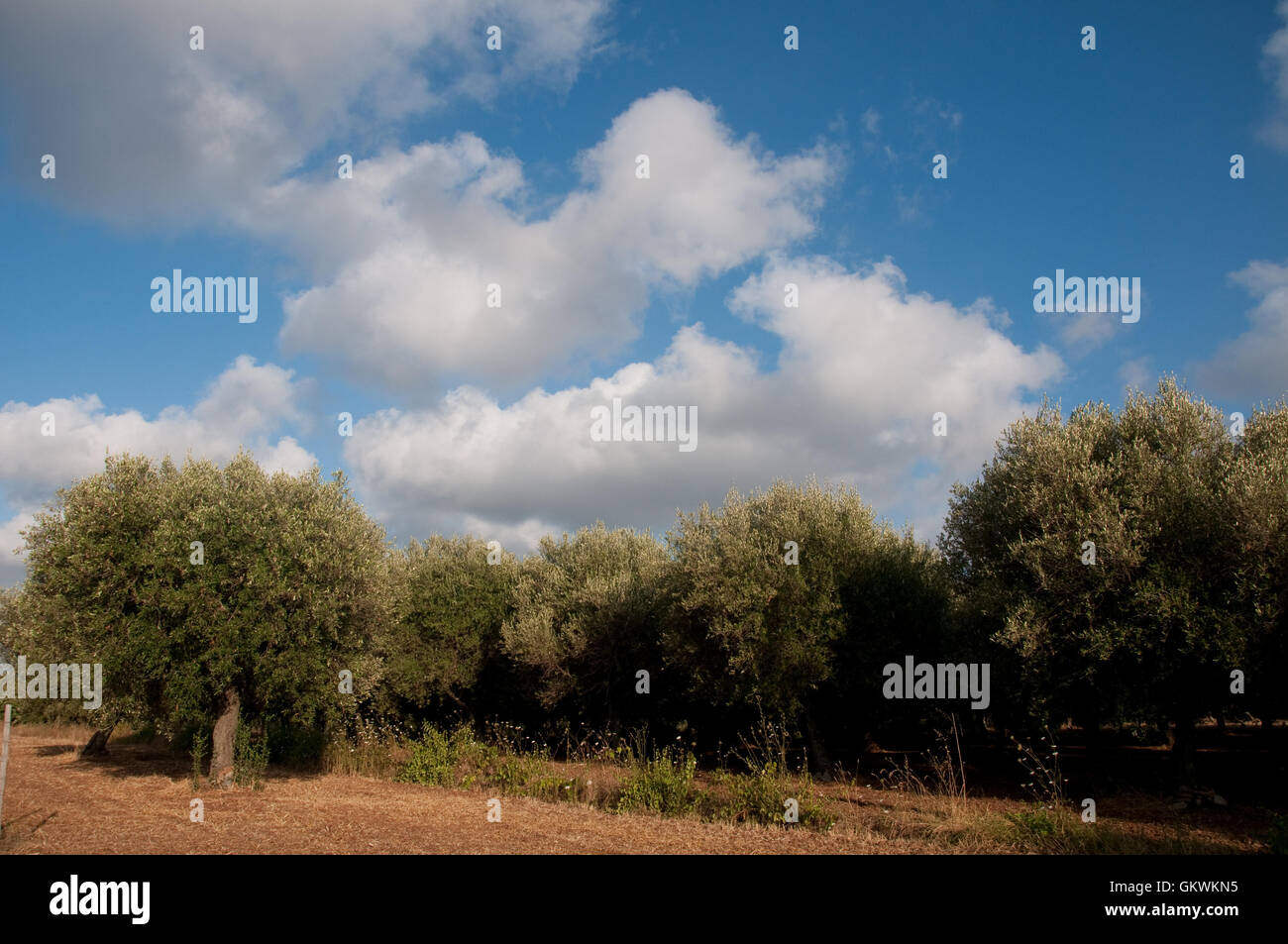 Olive grove calabria italy hi-res stock photography and images - Alamy