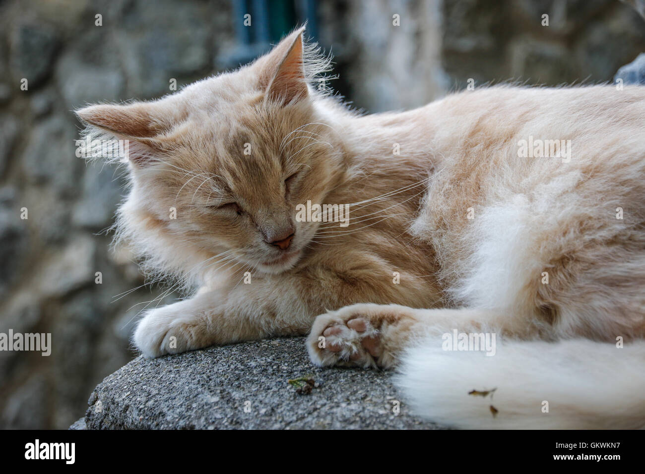 Orange cat sleeping in the sun Stock Photo - Alamy