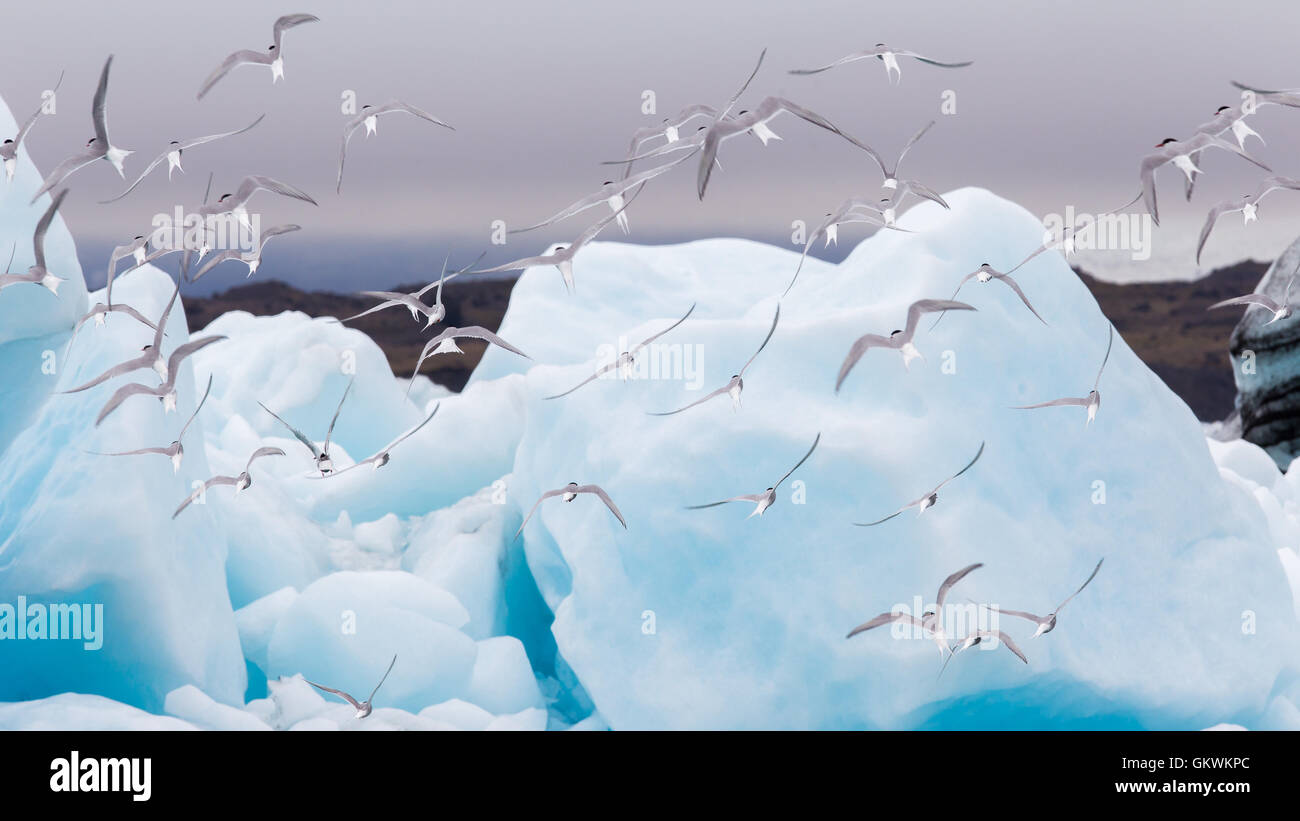 Birdlife in Jokulsarlon, a large glacial lake in southeast Iceland ...