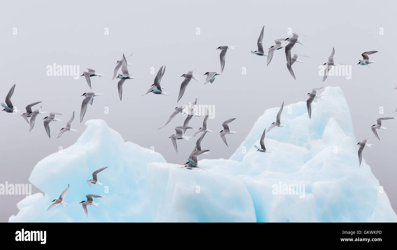 Birdlife in Jokulsarlon, a large glacial lake in southeast Iceland ...