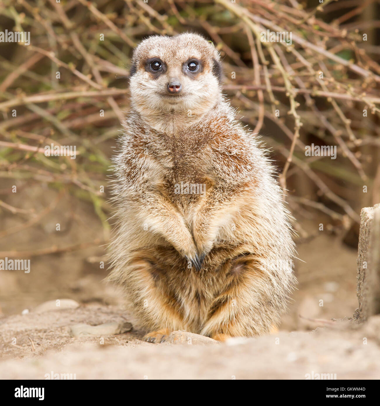 Suricate or meerkat Stock Photo - Alamy