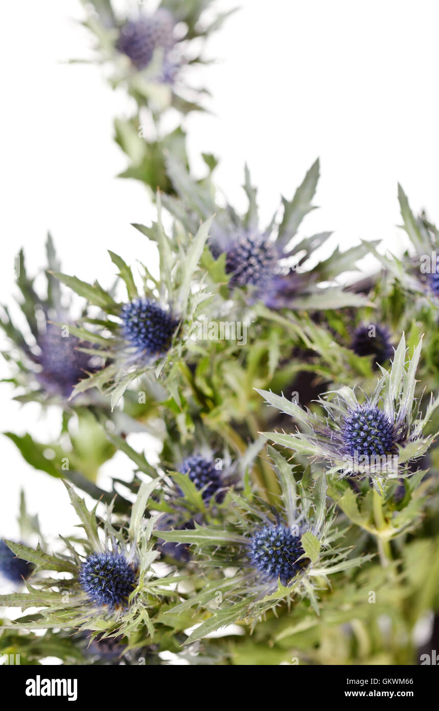 exotic sharp flowers Stock Photo - Alamy