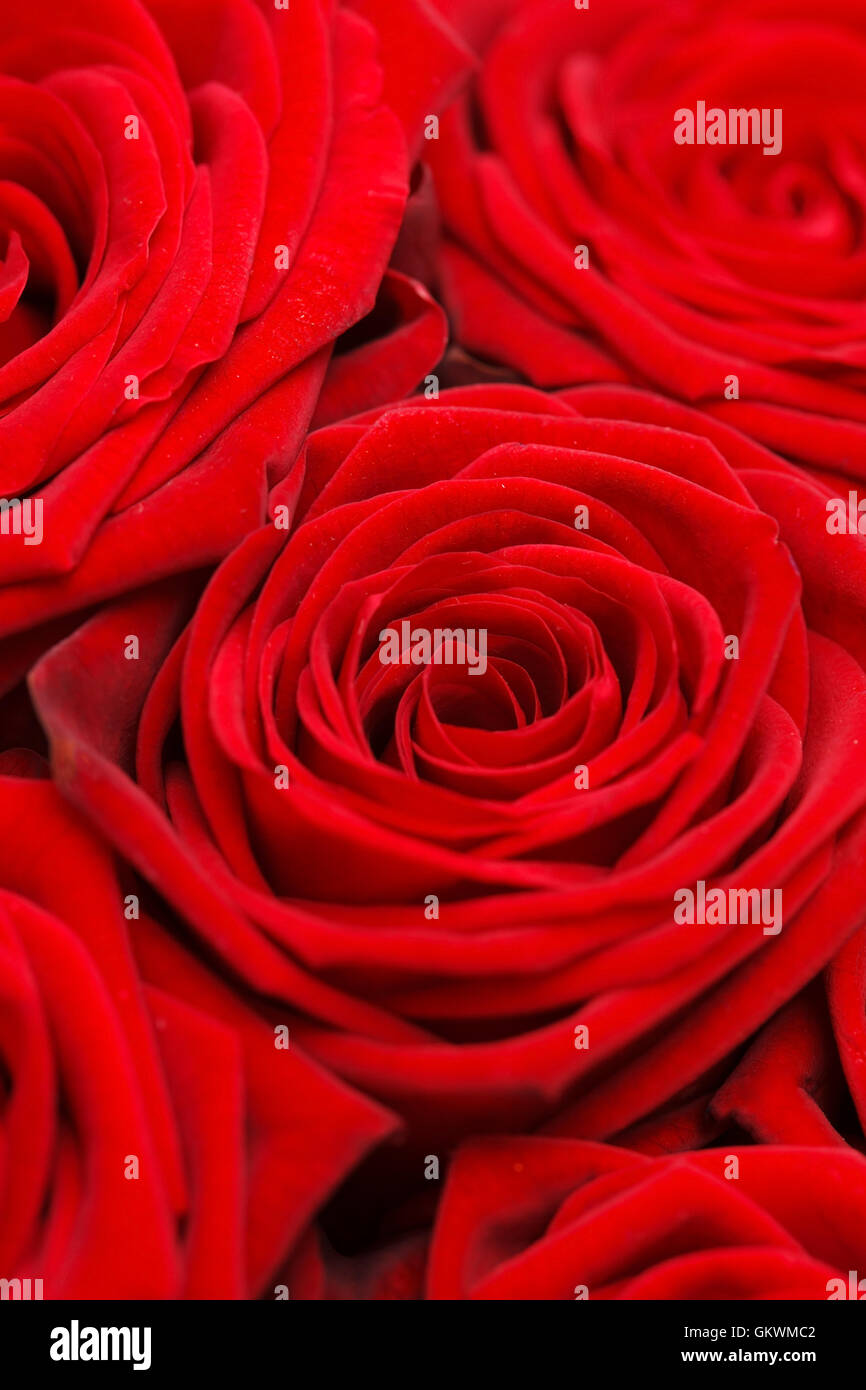 Nice day rose hi-res stock photography and images - Alamy