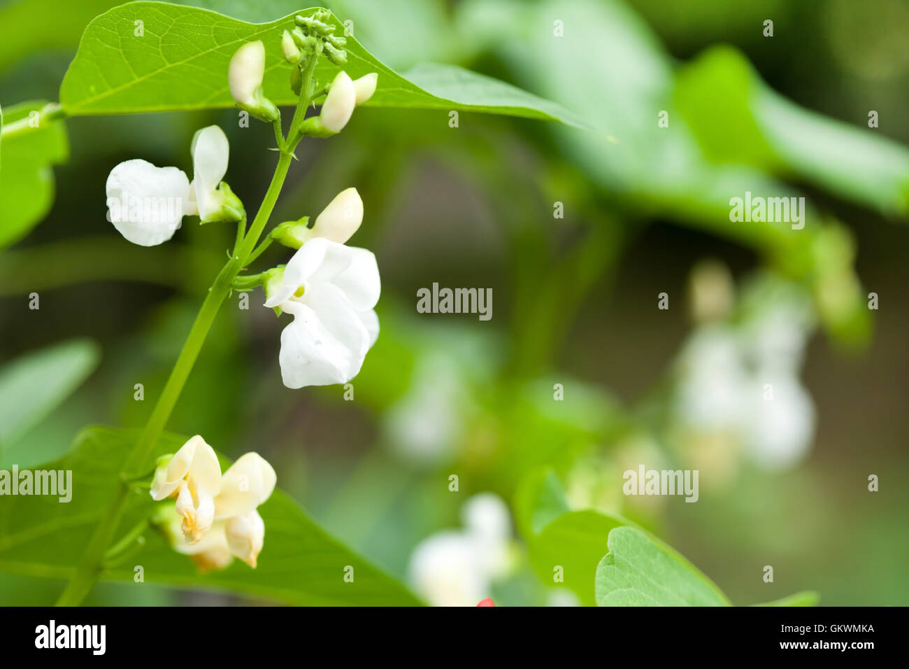 Runner bean leaf hi-res stock photography and images - Alamy