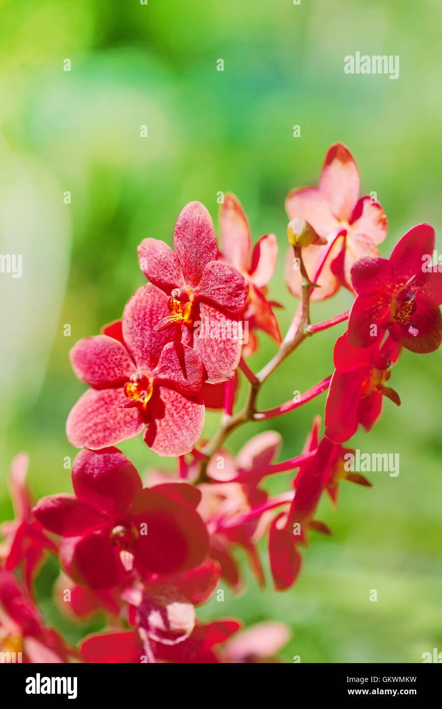 exotic red orchids growing on island Bali Stock Photo - Alamy