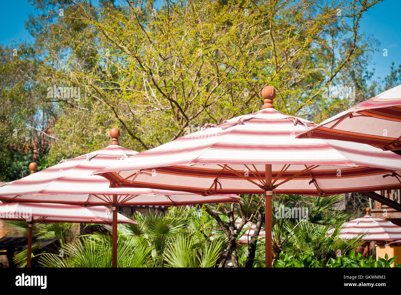 Coconut palm parasols hi-res stock photography and images - Alamy