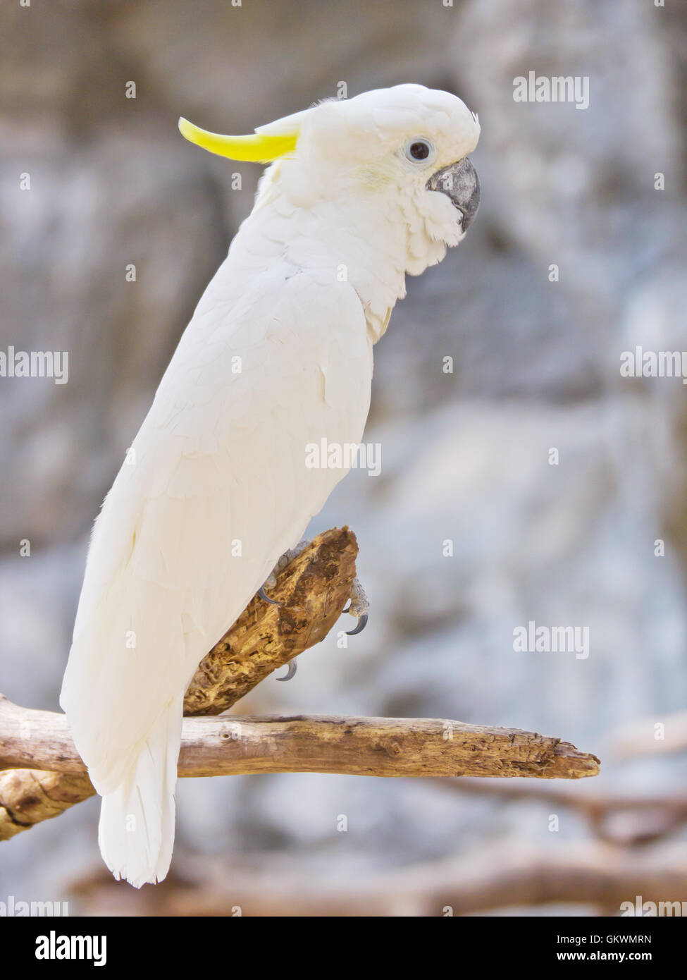 Cockatoo bird pet hi-res stock photography and images - Alamy