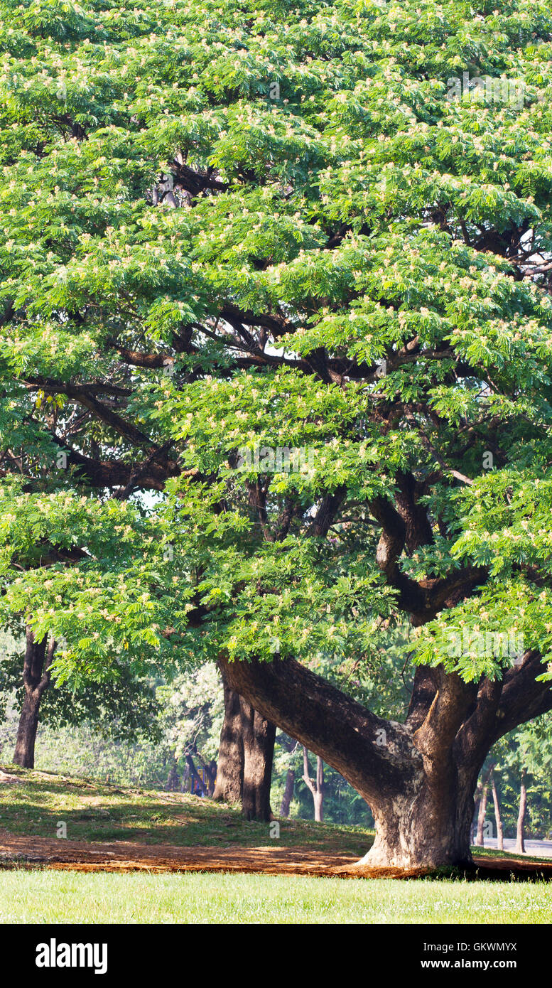 Tree in the park Stock Photo - Alamy