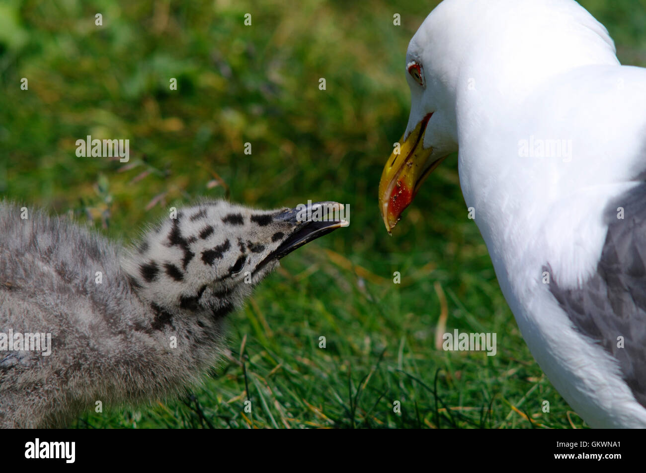 Gull with chick hi-res stock photography and images - Alamy