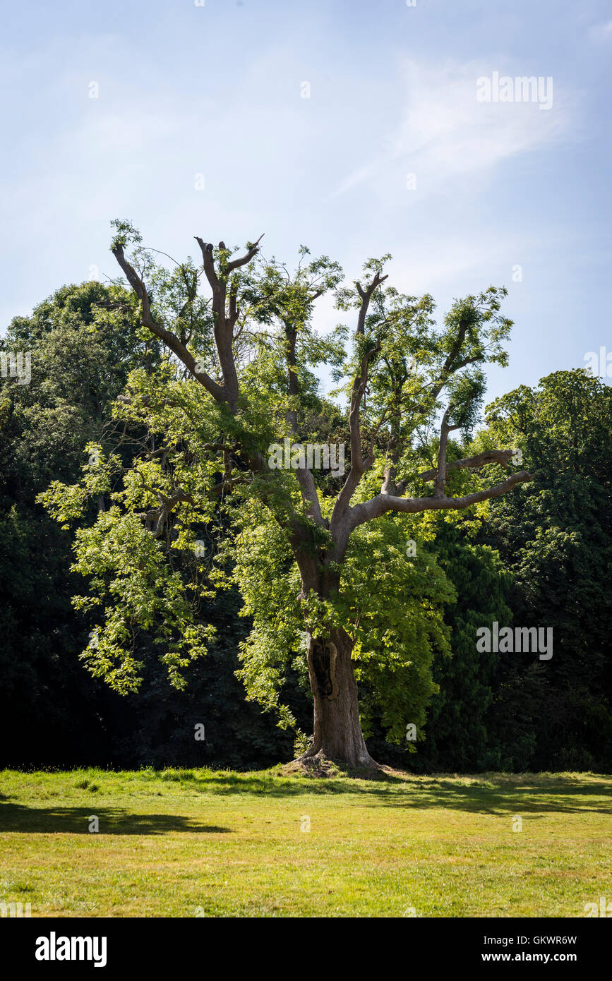 Old Elm Tree High Resolution Stock Photography and Images - Alamy