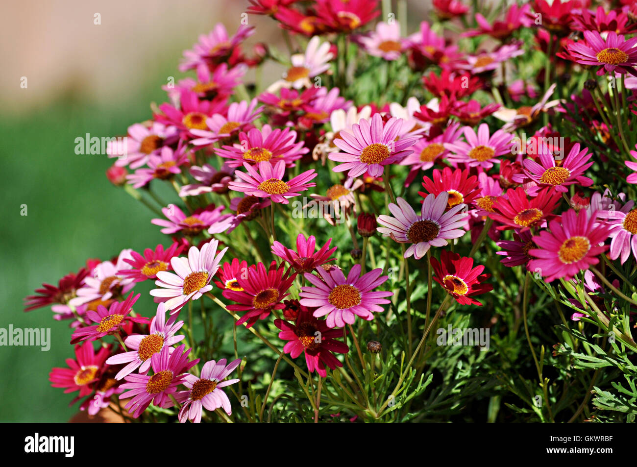 red daisies in the garden Stock Photo - Alamy