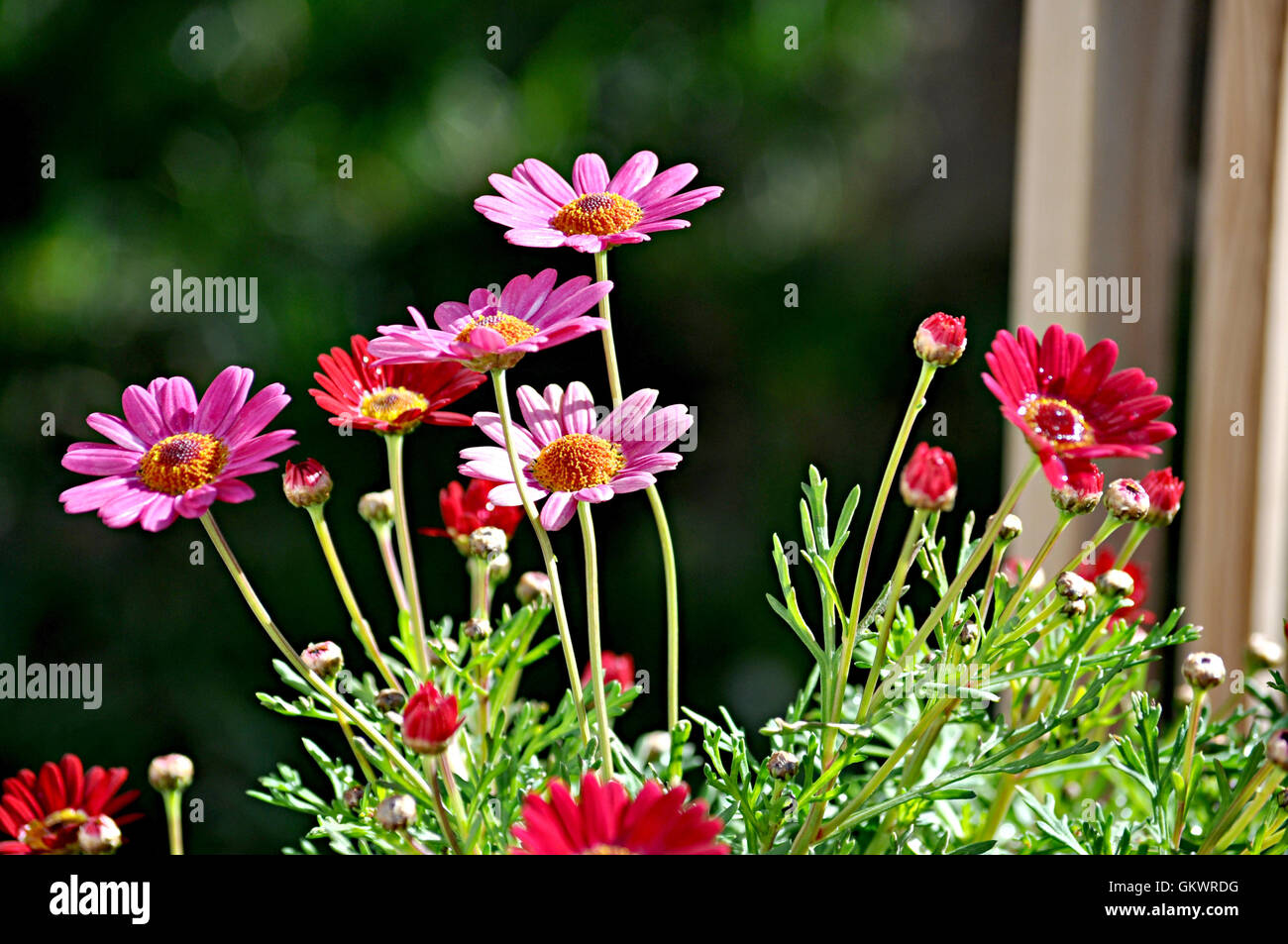 red daisies in the garden Stock Photo - Alamy