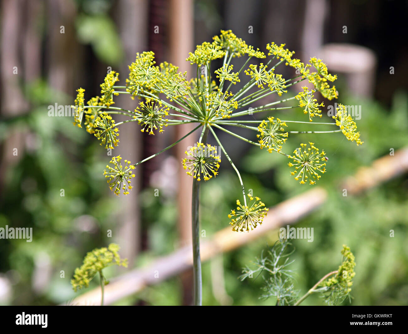 natural dill in bloom Stock Photo - Alamy
