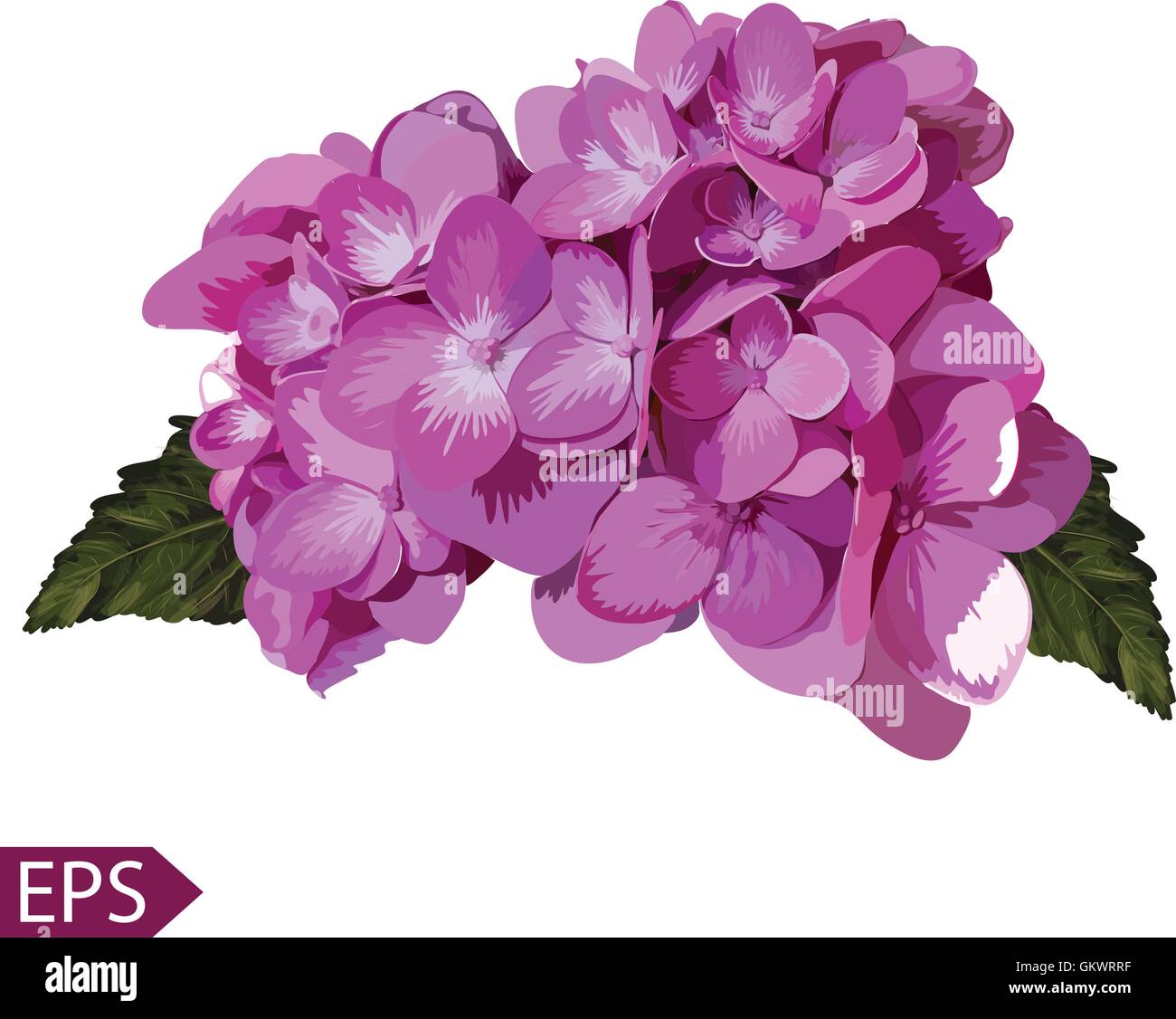 Realistic hydrangea Stock Vector Images - Alamy