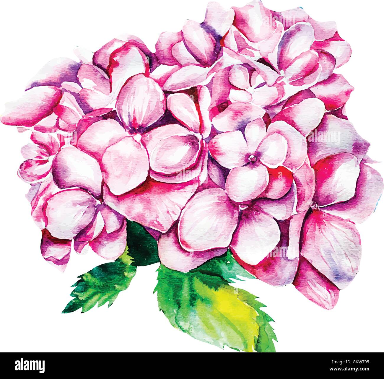 Watercolor Vector hydrangea Flowers. Vector Stock Vector Image & Art ...