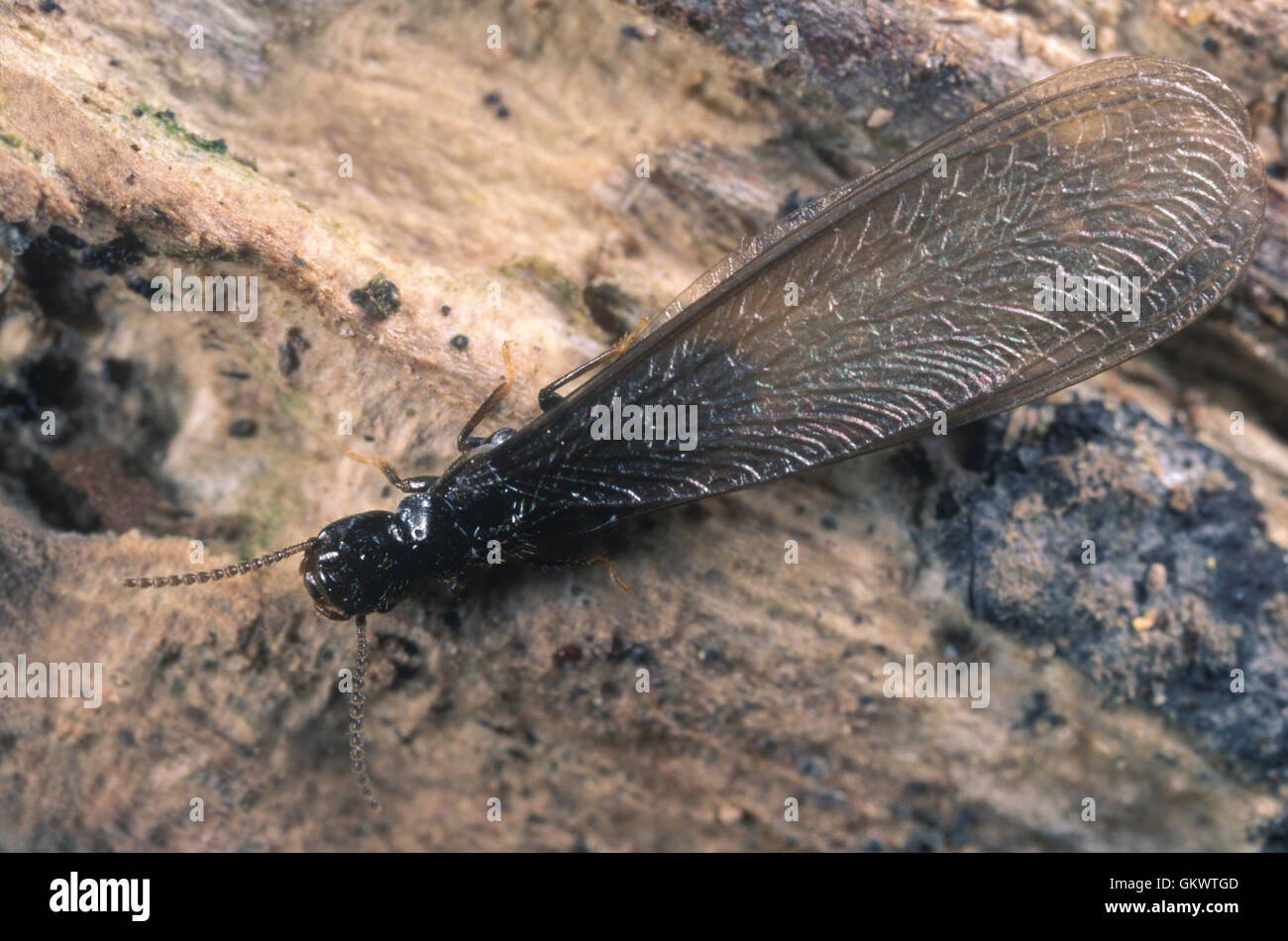Wood Eating Termite High Resolution Stock Photography and Images - Alamy