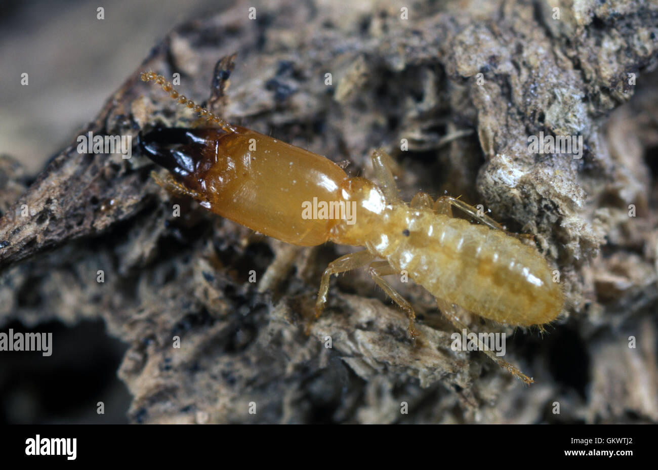 Wood Eating Termite High Resolution Stock Photography and Images - Alamy