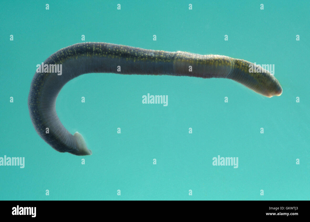 Leech Bite Stock Photos & Leech Bite Stock Images - Alamy