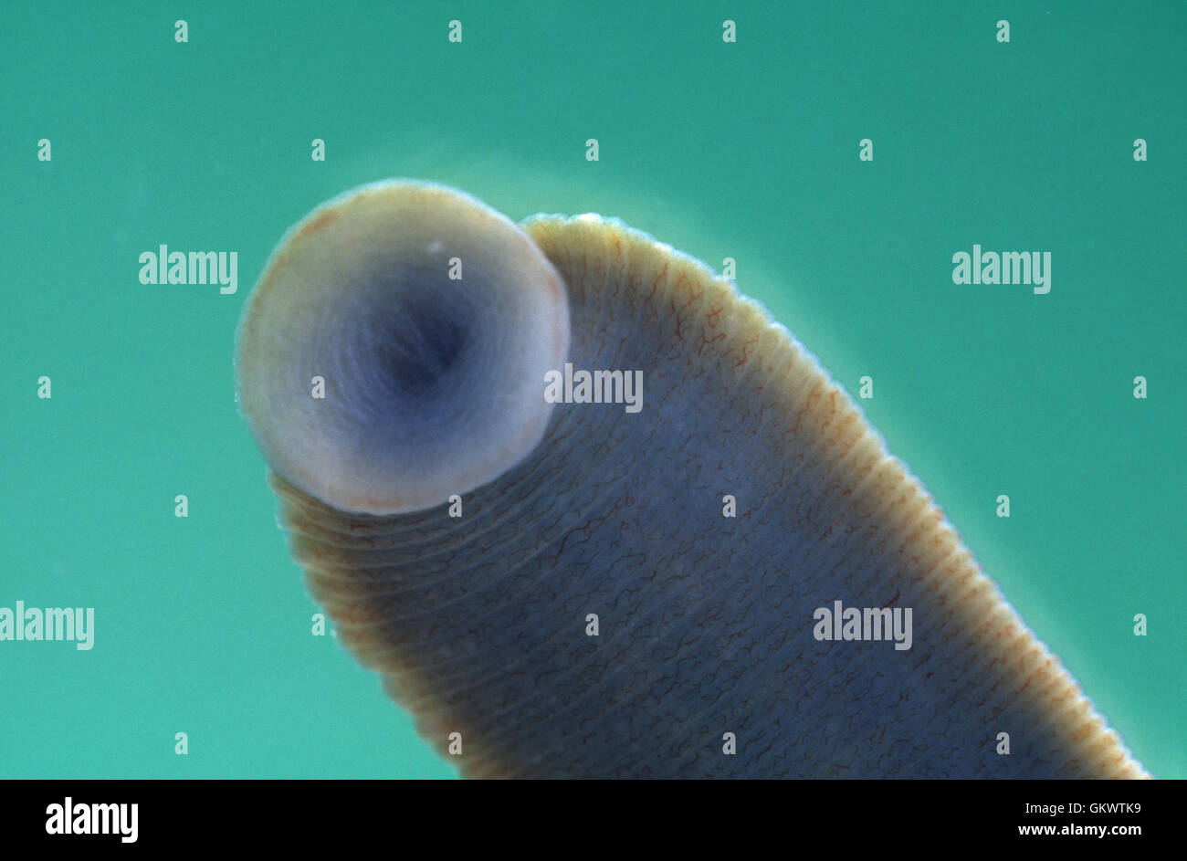 Leech Bite Stock Photos & Leech Bite Stock Images - Alamy