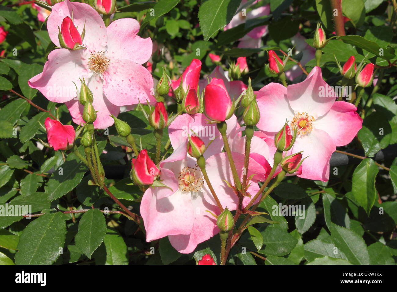 Bush of pink rose flowers Stock Photo - Alamy