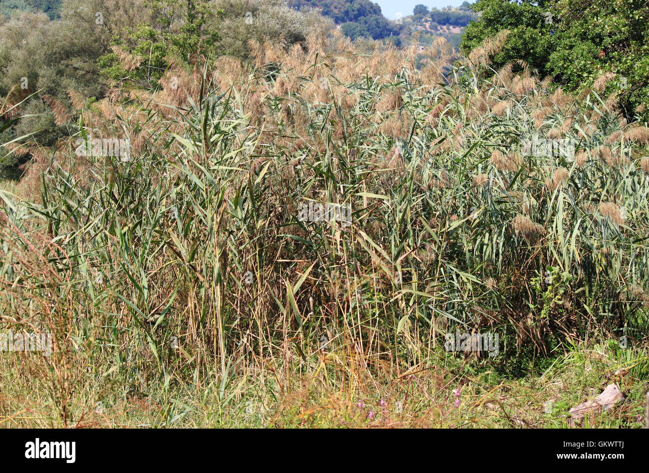 Bank field hi-res stock photography and images - Alamy