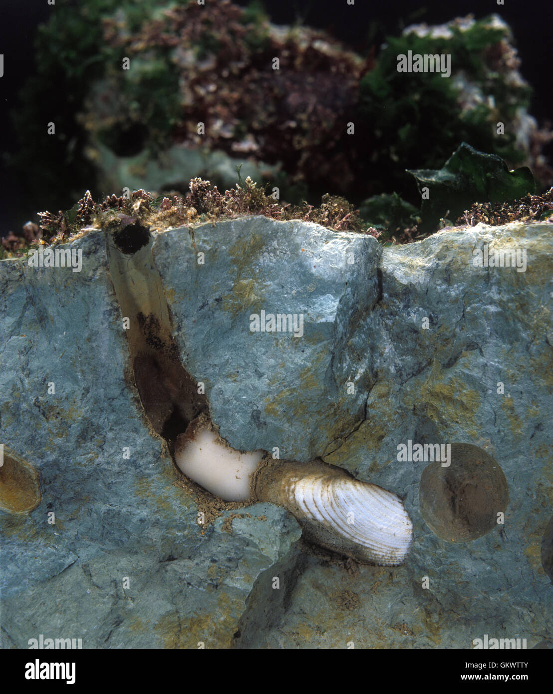 Piddocks High Resolution Stock Photography and Images - Alamy