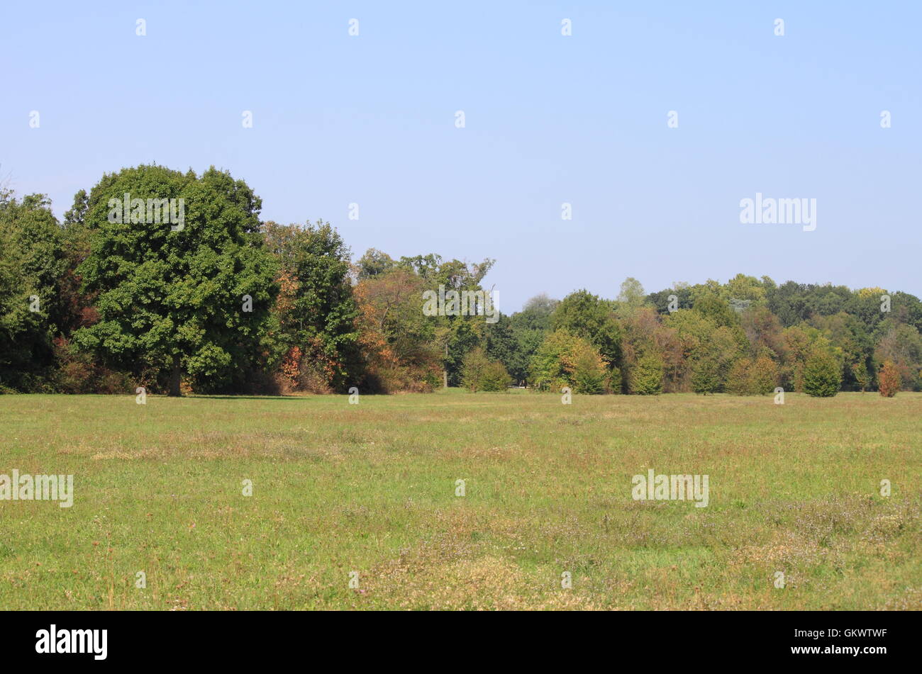 Meadow at the forest edge hi-res stock photography and images - Alamy
