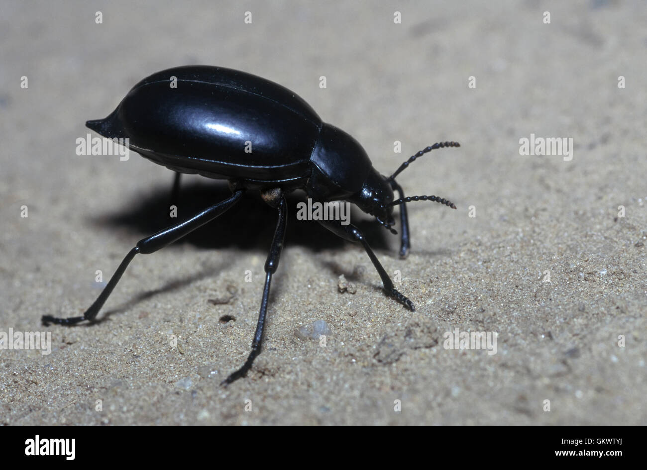 Beetles Of Europe Stock Photos & Beetles Of Europe Stock Images - Alamy